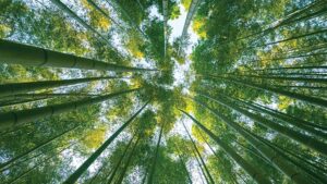 How to Start a Bamboo Farm | TRUiC